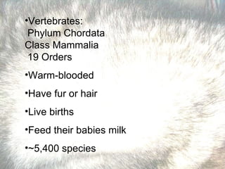 Mammal notes: Notes on Family Mammalia and subgroups placental ...