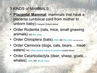 Mammal notes: Notes on Family Mammalia and subgroups placental ...
