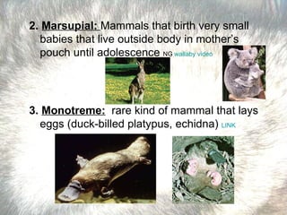 Mammal notes: Notes on Family Mammalia and subgroups placental ...