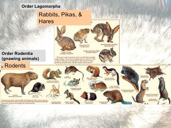 Mammal notes: Notes on Family Mammalia and subgroups placental, mars…
