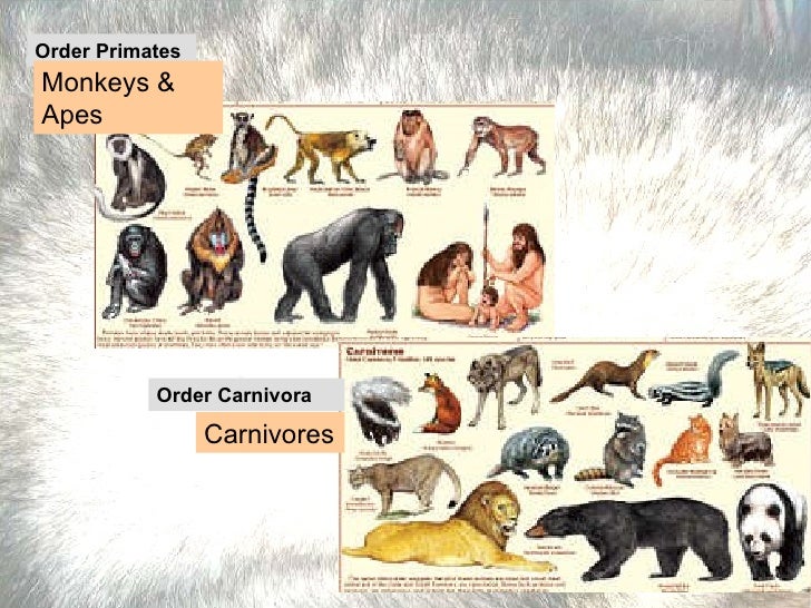 Mammal notes: Notes on Family Mammalia and subgroups placental, mars…