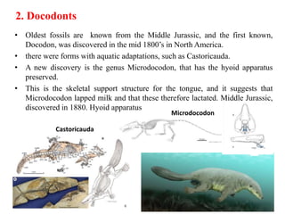 lectures number 3 mammalogy | PPTX