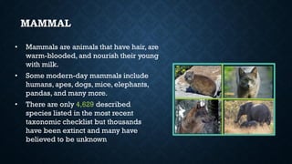 Mammalogy introduction and history | PDF