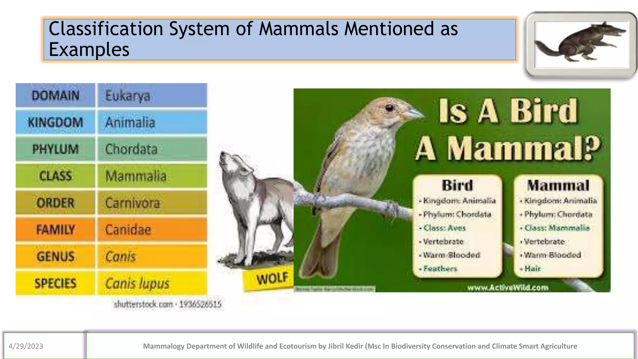 Mammalogy power point 2021-1.pptx