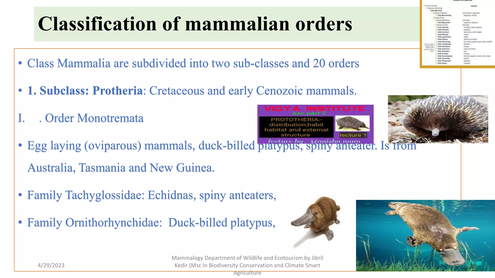 Mammalogy power point 2021-1.pptx