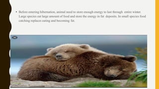 Mammalian winter sleep behavior hibernation | PPTX