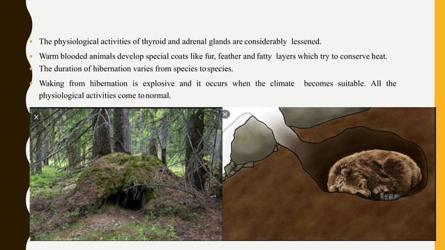 Mammalian winter sleep behavior hibernation | PPTX | Reptiles | Pets