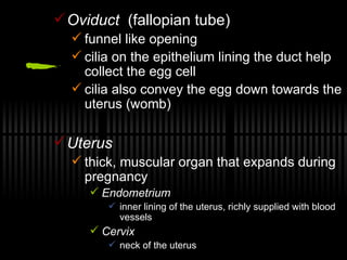 Mammalian Reproduction | PPT