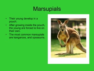 Mammals | PPT