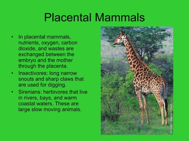 Mammals | PPT