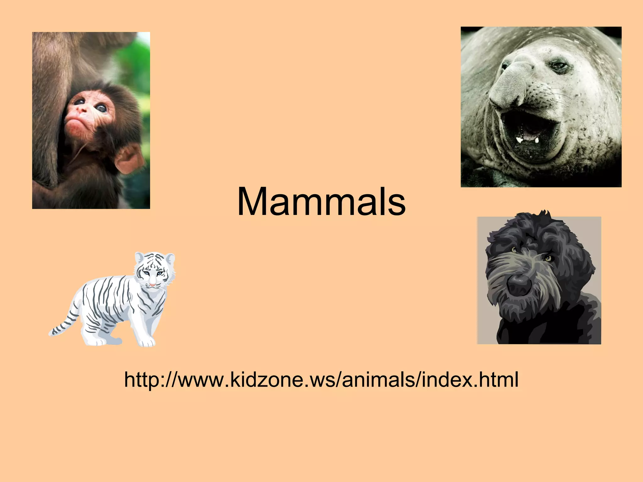 Mammals | PPT