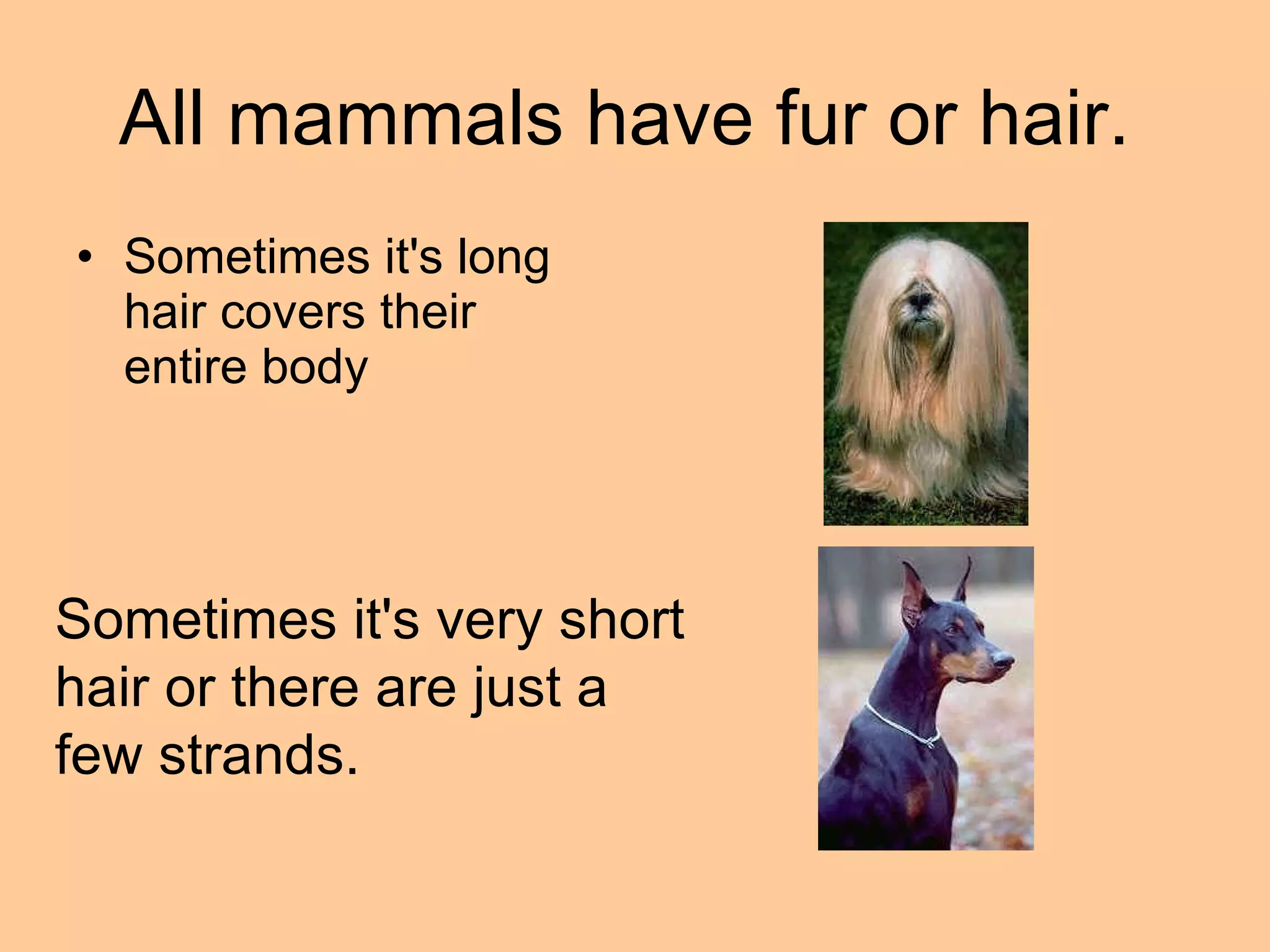 Mammals | PPT