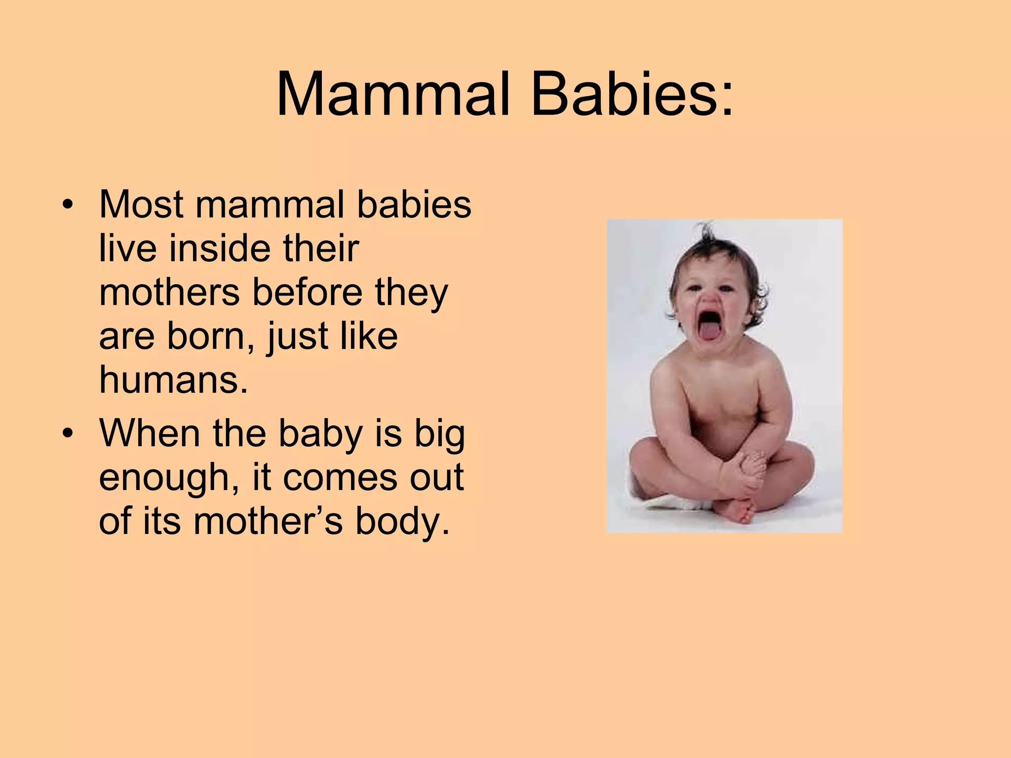 Mammals | PPT