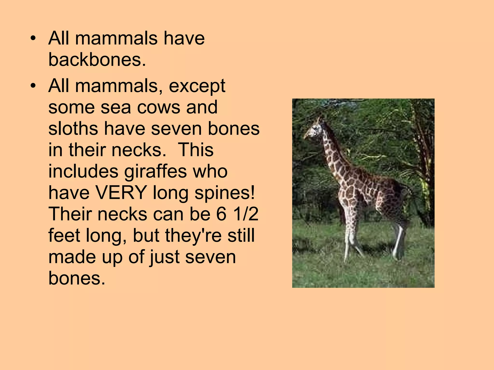 Mammals | PPT
