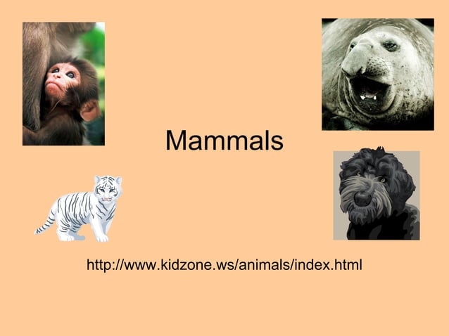 Mammals | PPT