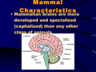 Mammals | PPT