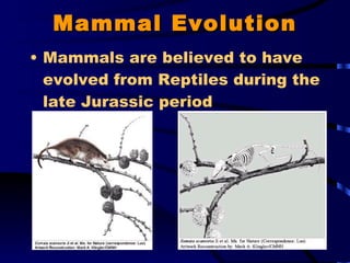 Mammals | PPT