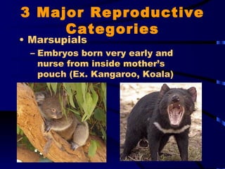 Mammals | PPT