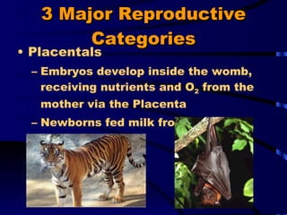 Mammals | PPT