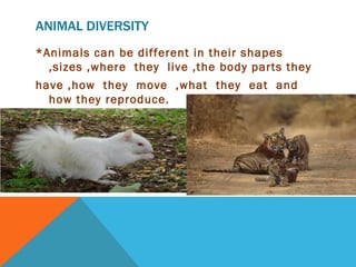Mammals | PPT