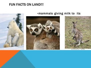 Mammals | PPT