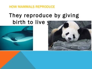 Mammals | PPT