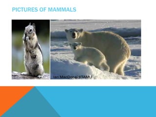 Mammals | PPT