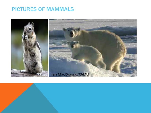 Mammals | PPT