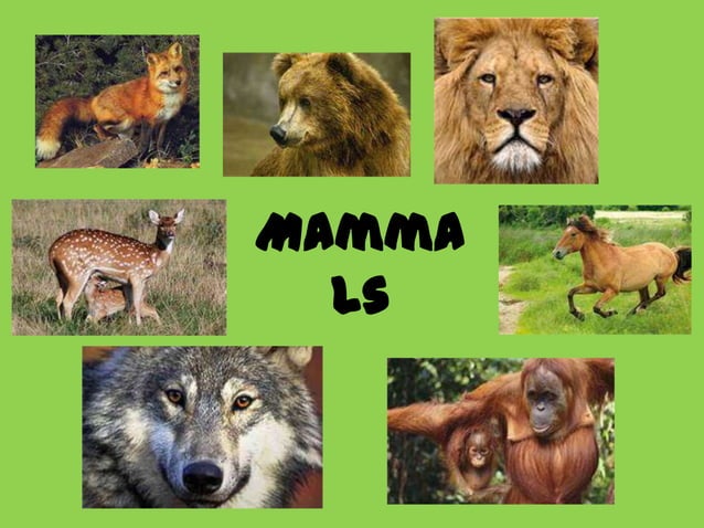 Mammals | PPT
