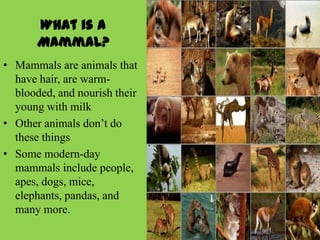 Mammals | PPTX