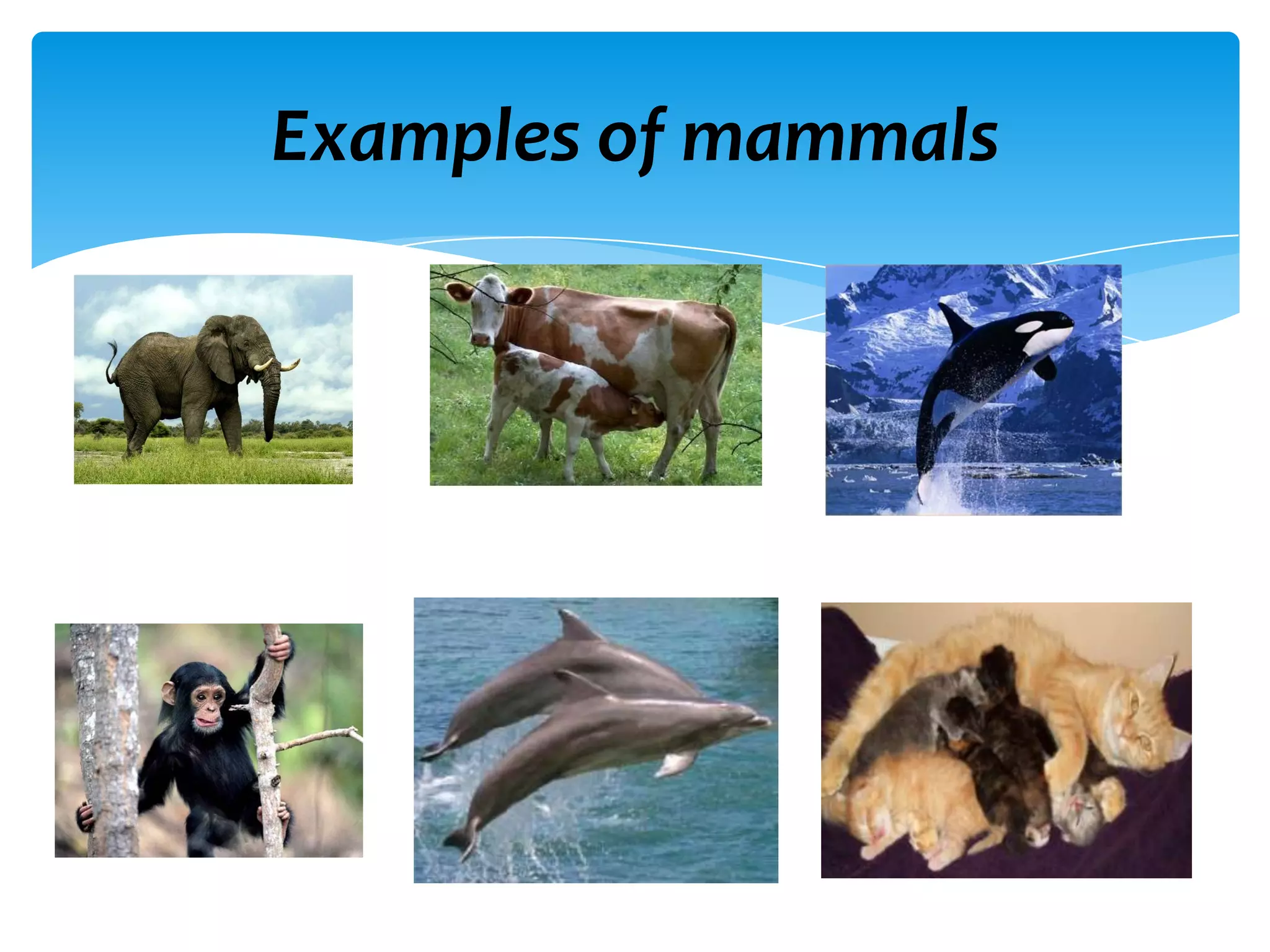 Mammals | PPTX