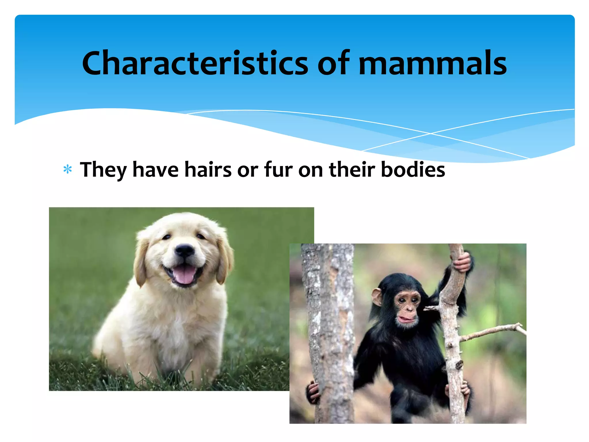 Mammals | PPTX