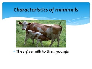 Mammals | PPTX