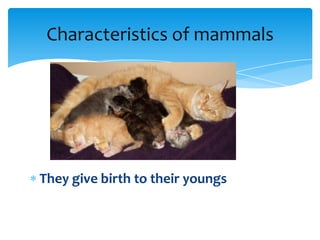 Mammals | PPTX