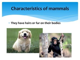 Mammals | PPTX