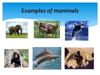 Mammalia Examples