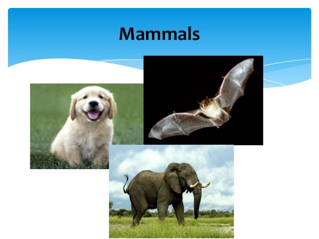 Mammals Meaning