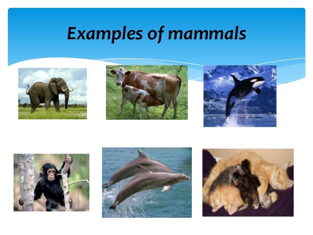 Mammals