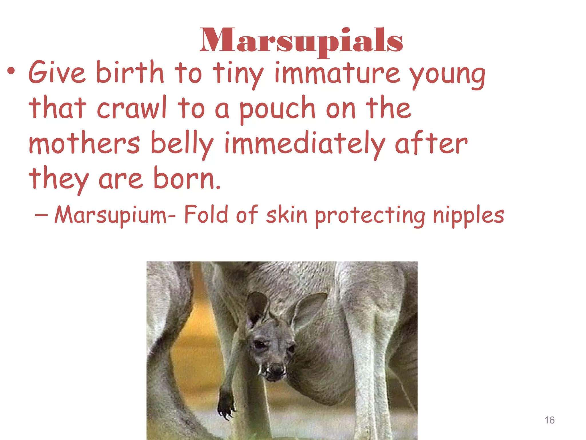 Mammals | PPT