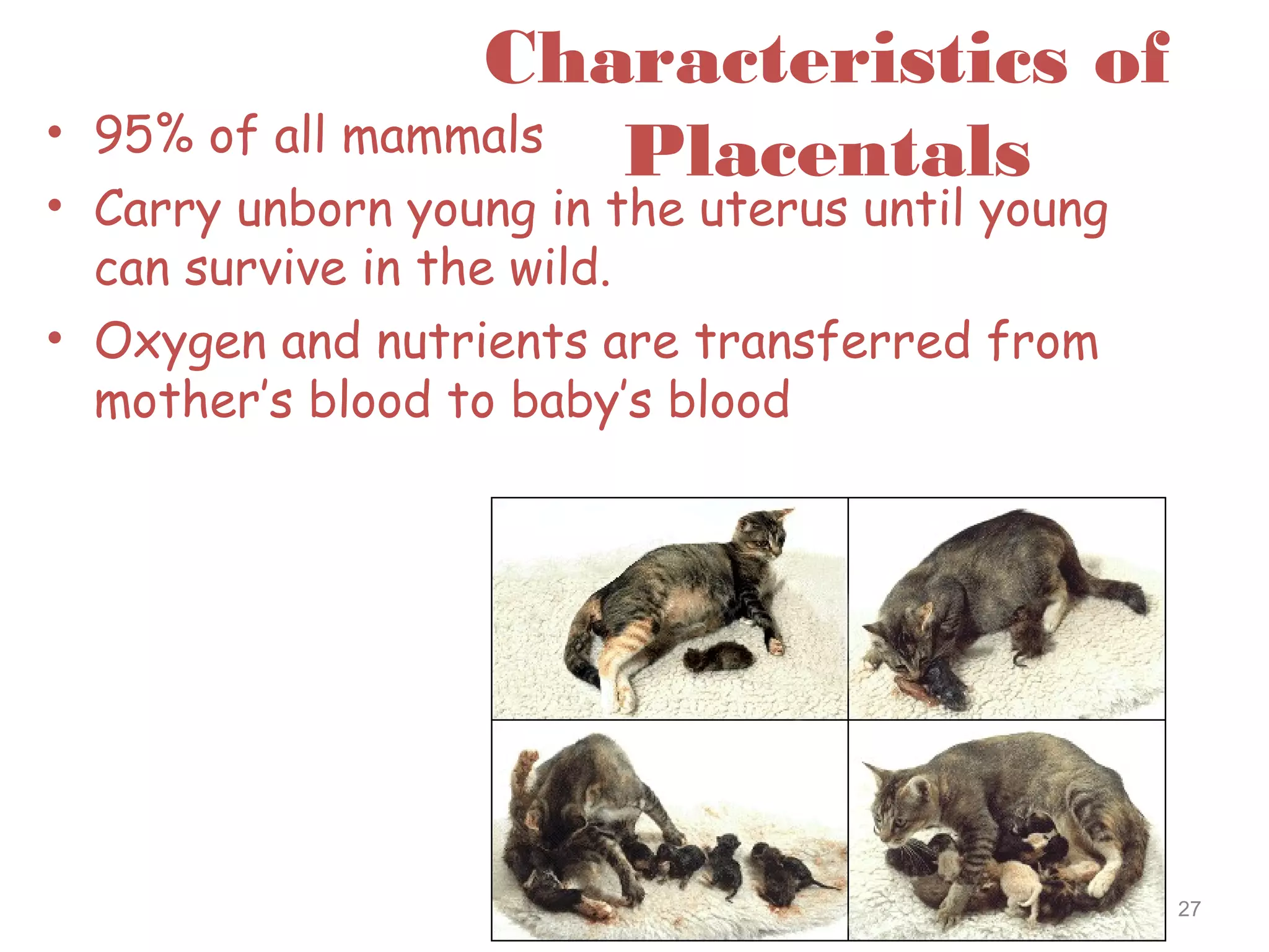 Mammals | PPT