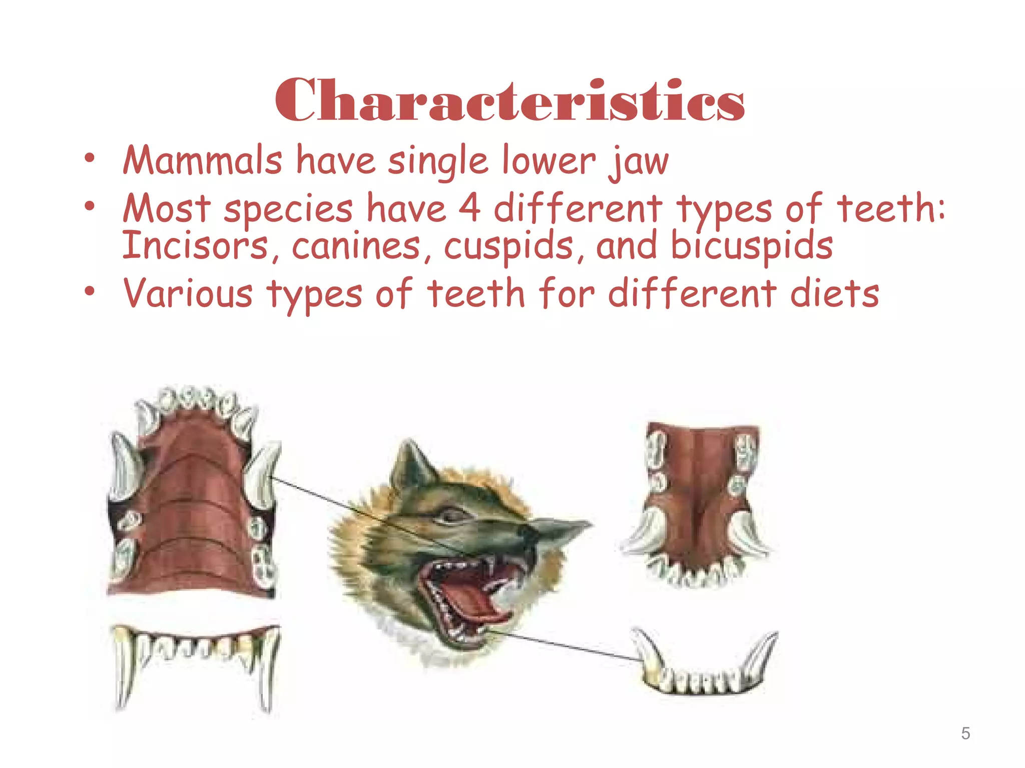Mammals | PPT