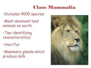 Class Mammalia Animals