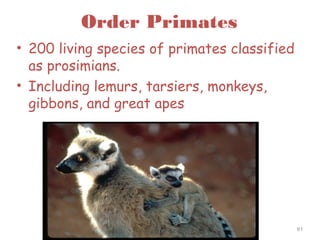 Mammals | PPT
