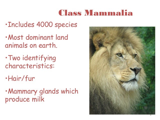 Mammals Meaning