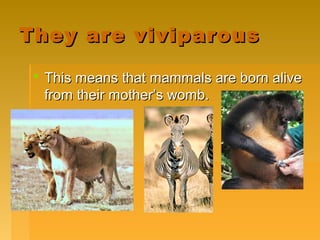 Mammals | PPT