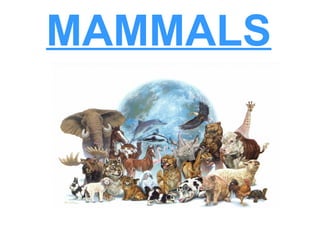Mammals | PPT