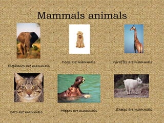 Examples Of Mammals