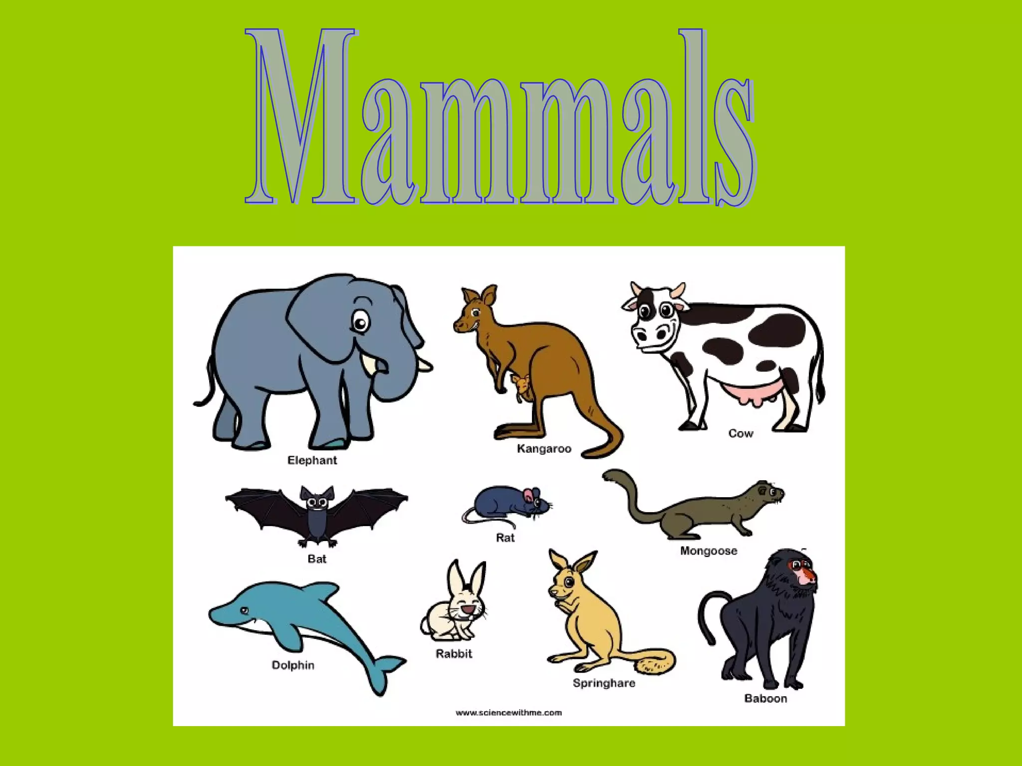 Mammals | PPT