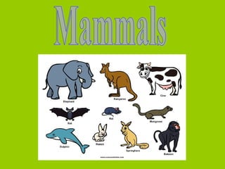 Mammals | PPT
