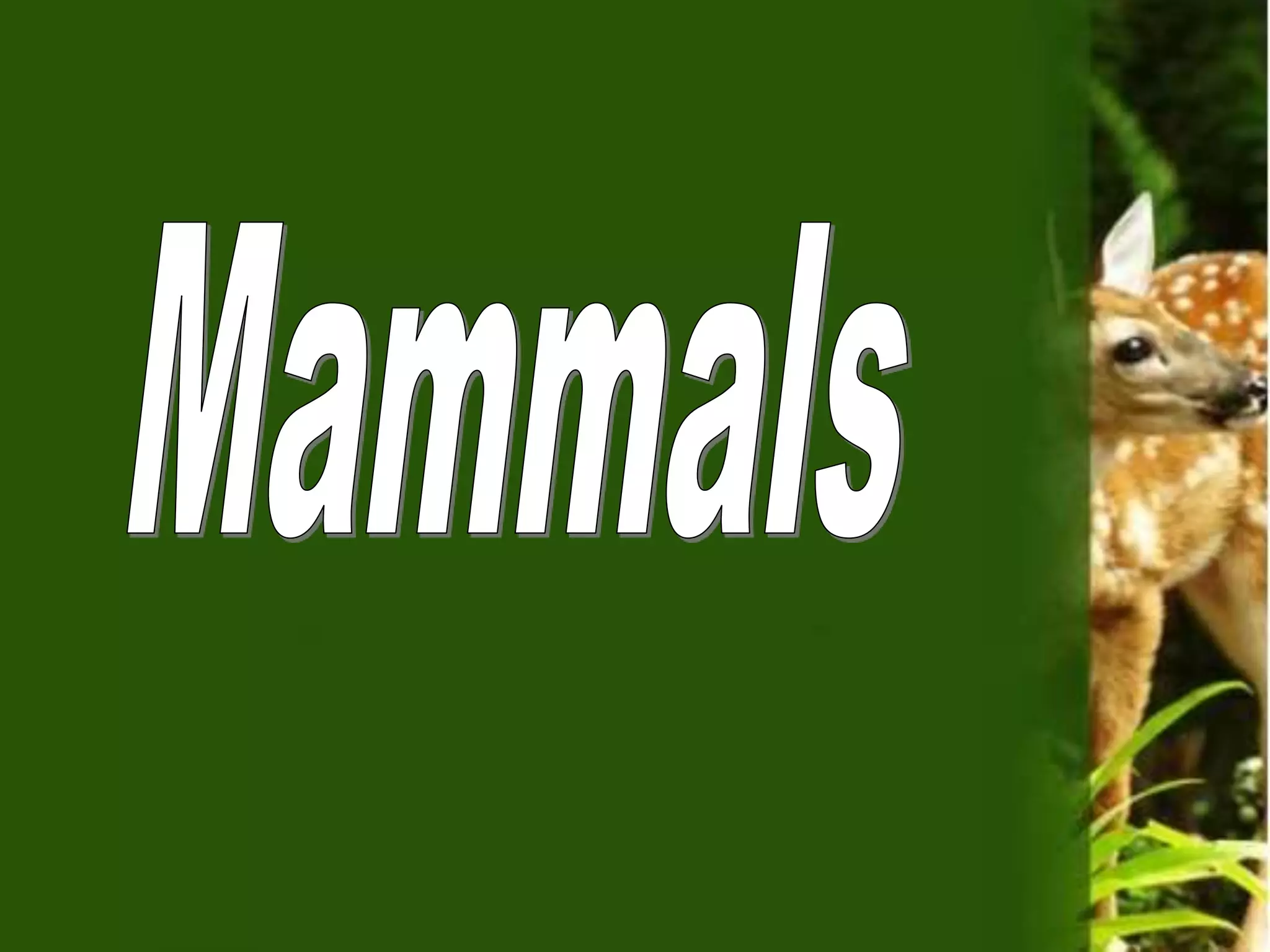Mammals | PPT